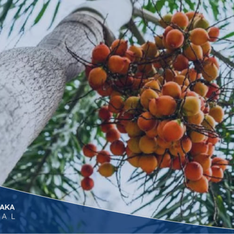 Areca Nut - Betel Nut - PT Indo Malaka Global