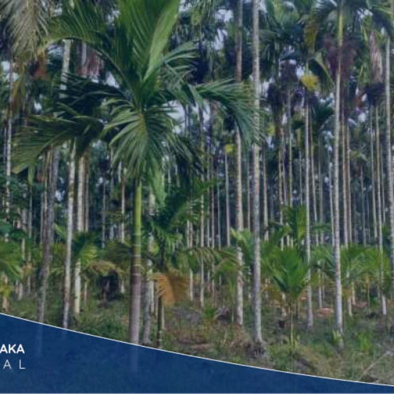 Areca Nut - Betel Nut - PT Indo Malaka Global